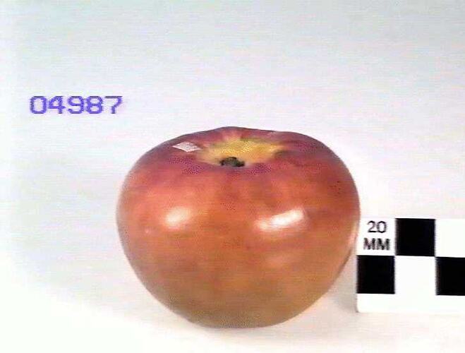 Apple Model - Emperor Alexander, South Brighton, Victoria, 1875