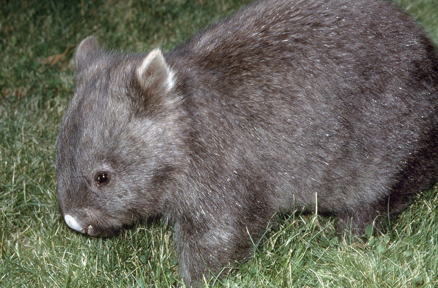 Vombatus ursinus, Bare-nosed Wombat