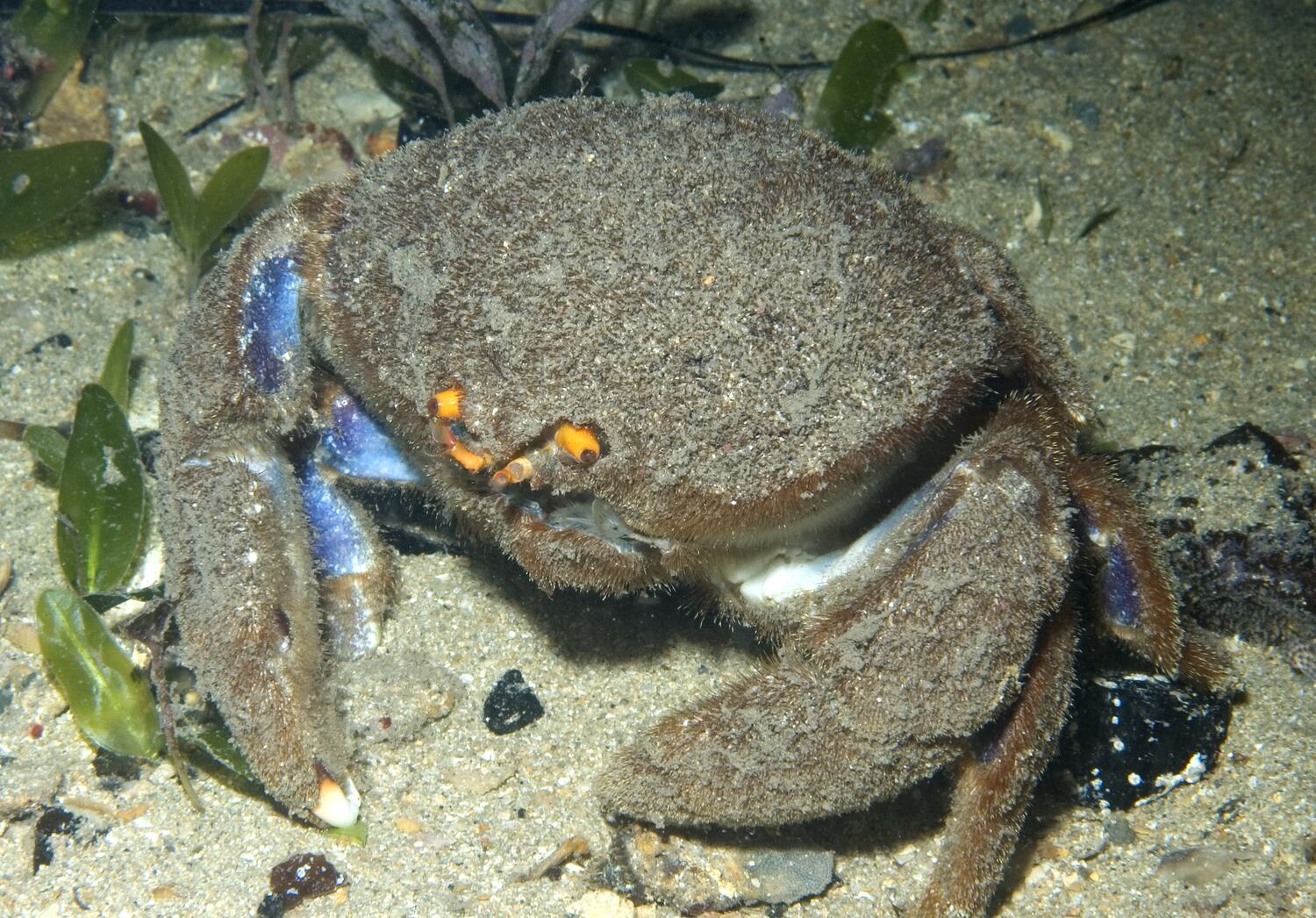 Austrodromidia octodentata (Haswell, 1882), Bristled Sponge-crab