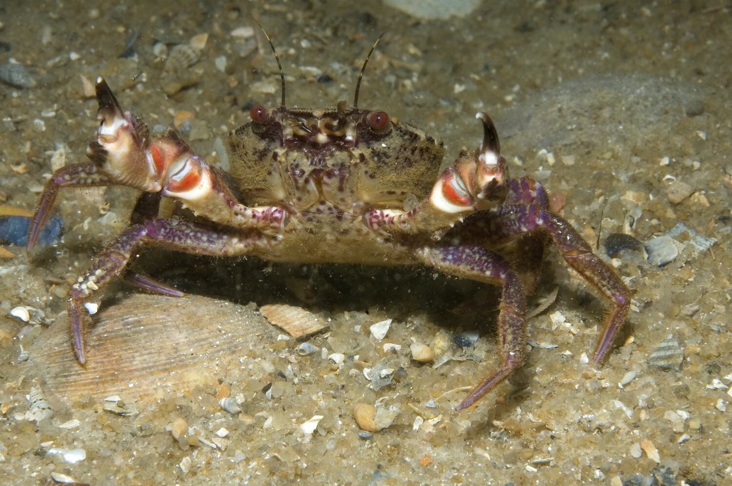 Nectocarcinus tuberculosus Milne Edwards, 1860, Velvet Crab