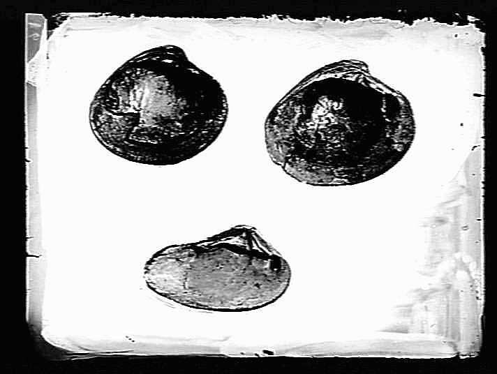 Glass Negative - Fossil, Bi Valves, by A.J. Campbell, Australia, circa 1900