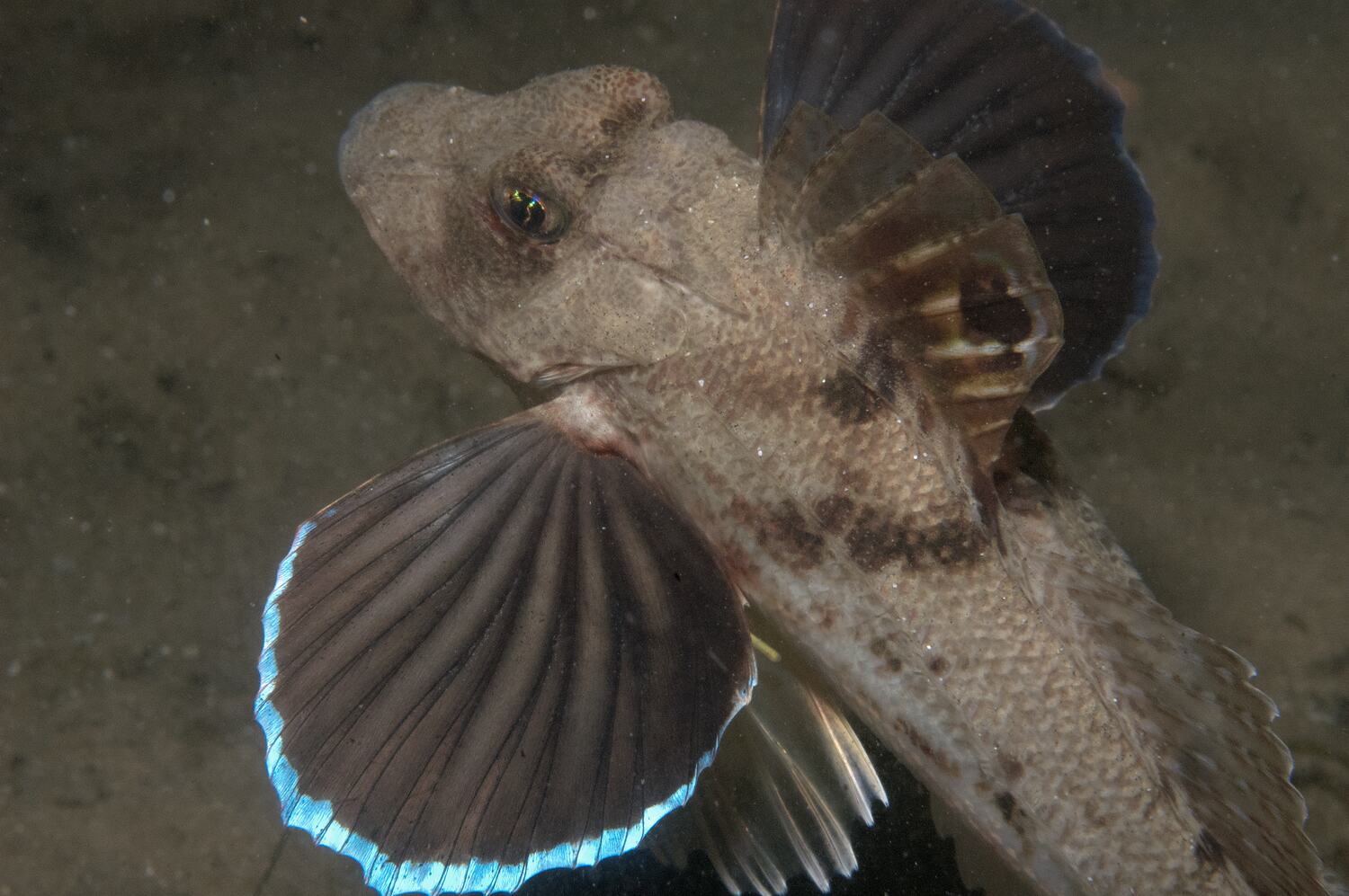 Lepidotrigla papilio (Cuvier, 1829), Spiny Gurnard