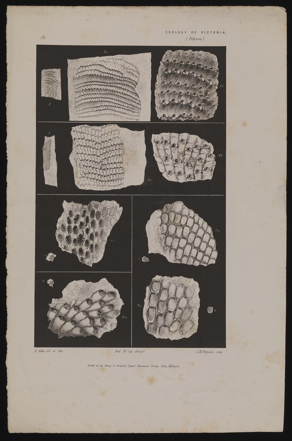 Lithographic Proof - Lithographic Ink on Paper