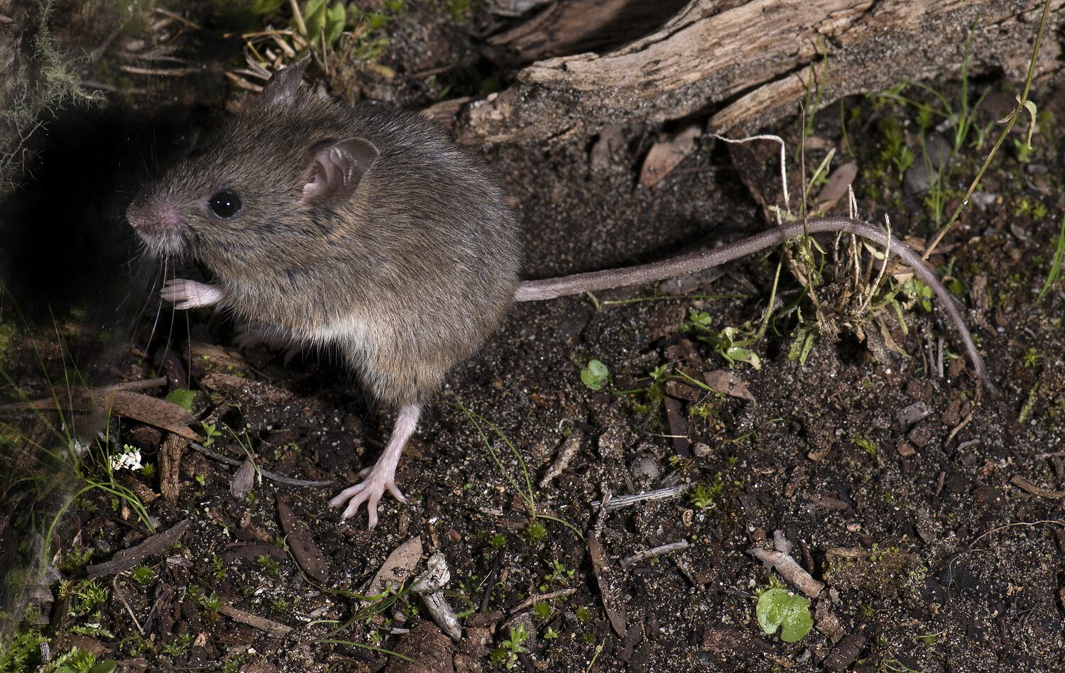 Pseudomys novaehollandiae