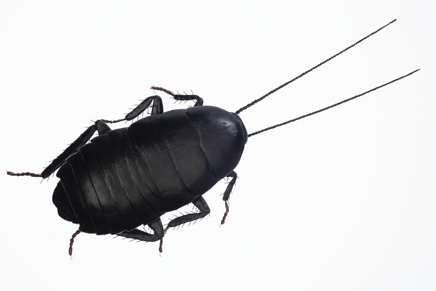 Cockroach Model - Blatta orientalis, Fowler, Lewis & Dickens, pre 1949