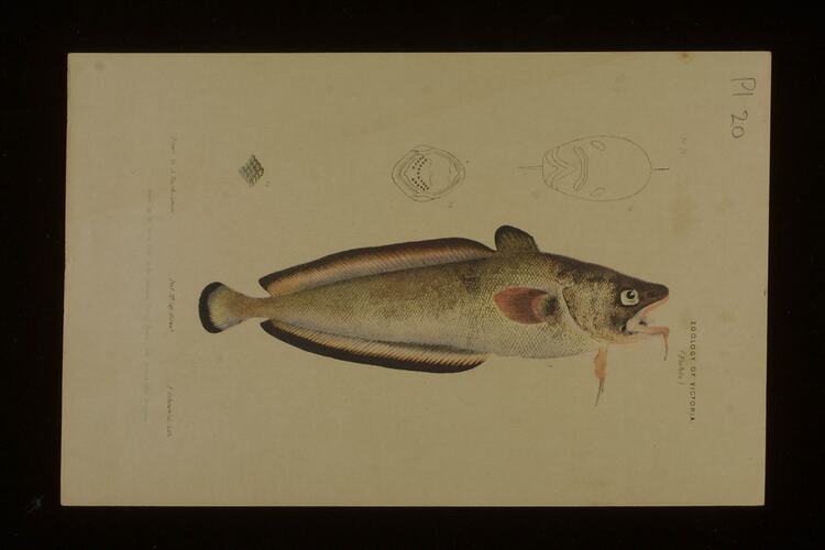 Lithographic colour proof - Pseudophysis barbata, the Australian Rock ...