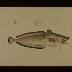 Lithographic colour proof - Pseudophysis barbata, the Australian Rock ...