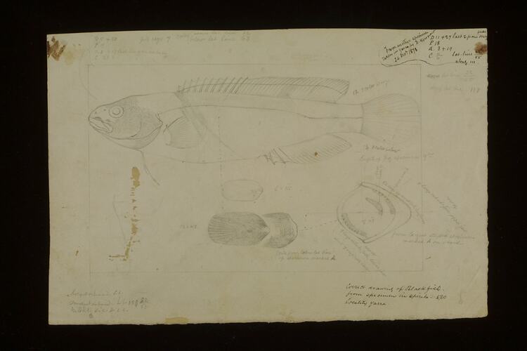 Pencil & ink illustration - Blackfish, by Arthur Bartholomew