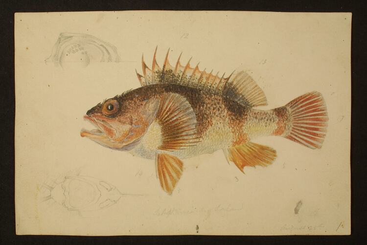 Watercolour illustration - Reef Ocean Perch, Helicolenus percoides (as ...