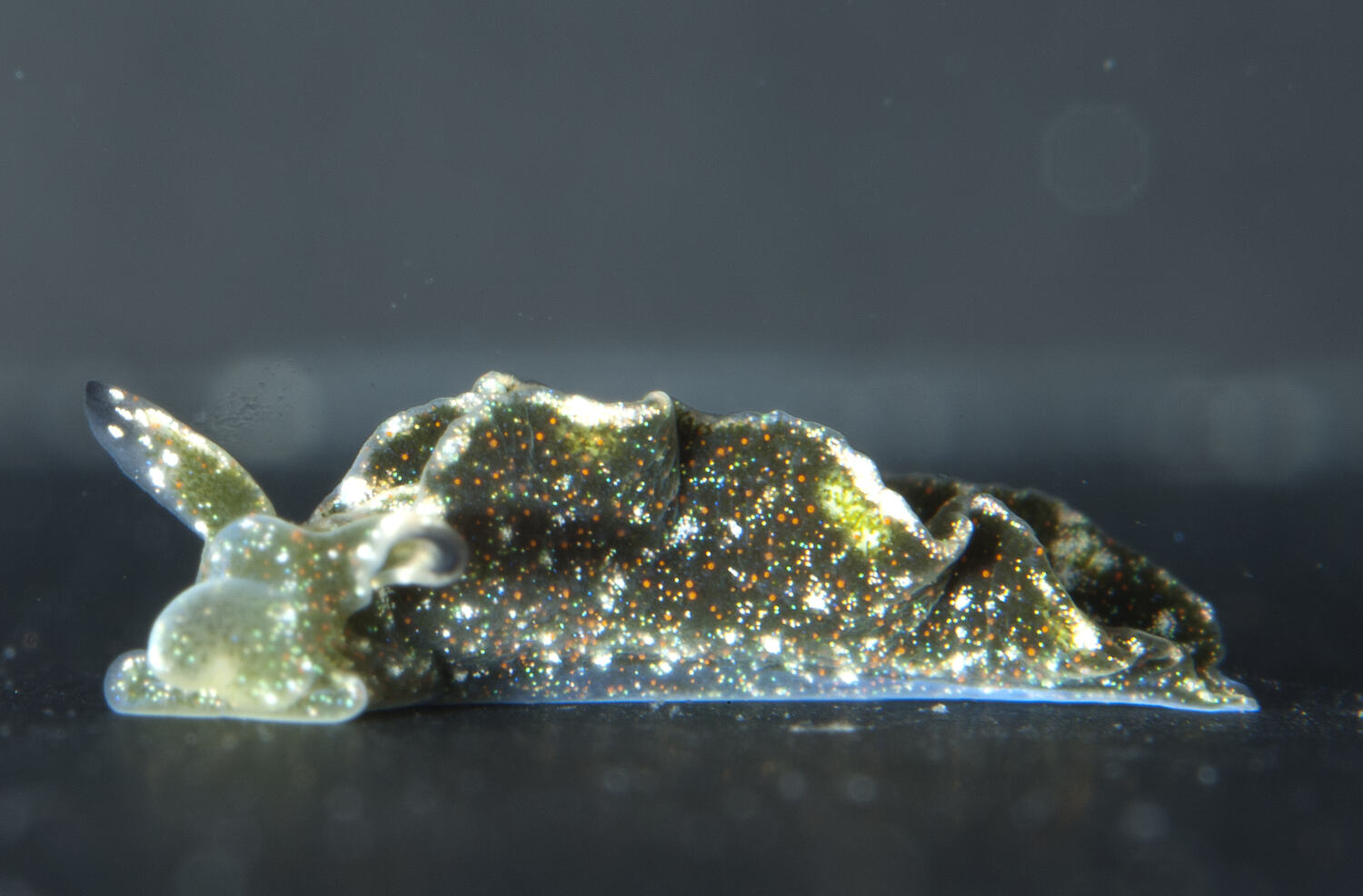 Elysia furvacauda Burn, 1958, Sap-sucking Sea Slug