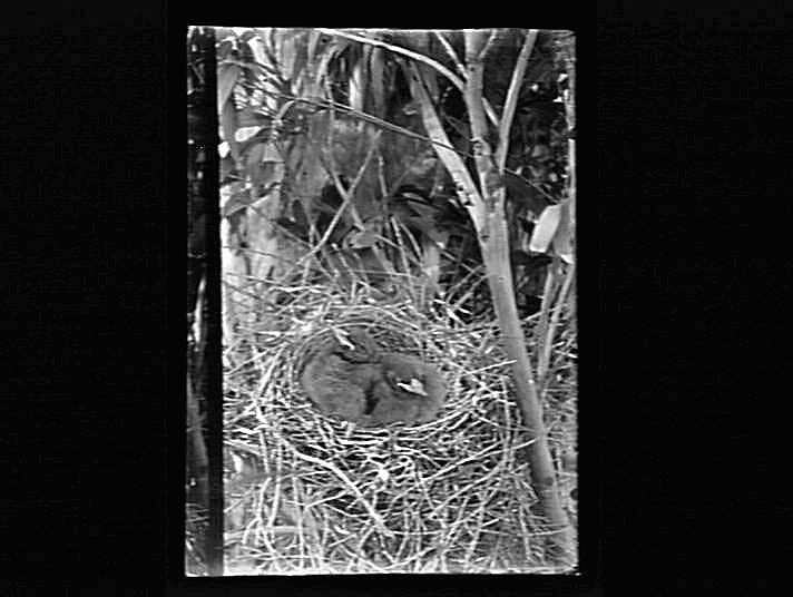 Glass Negative - Birds in a Nest, by A.J. Campbell, Australia, circa 1900