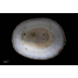 Patelloida victoriana (Singleton, 1937)