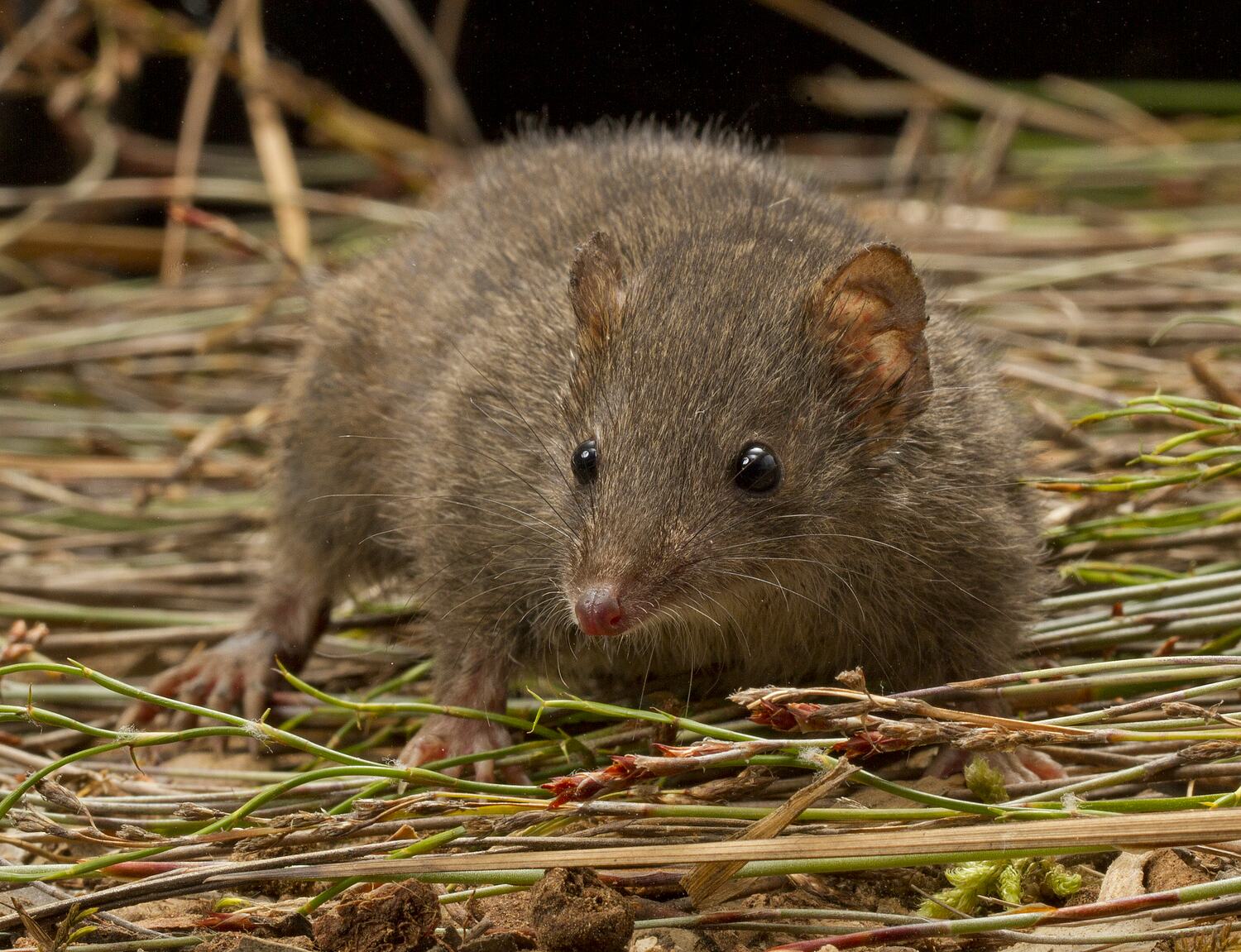 Antechinus swainsonii (Waterhouse, 1840), Dusky Antechinus