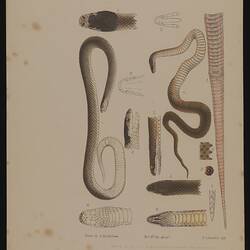 The Prodromus Collection