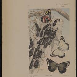 The Prodromus Collection