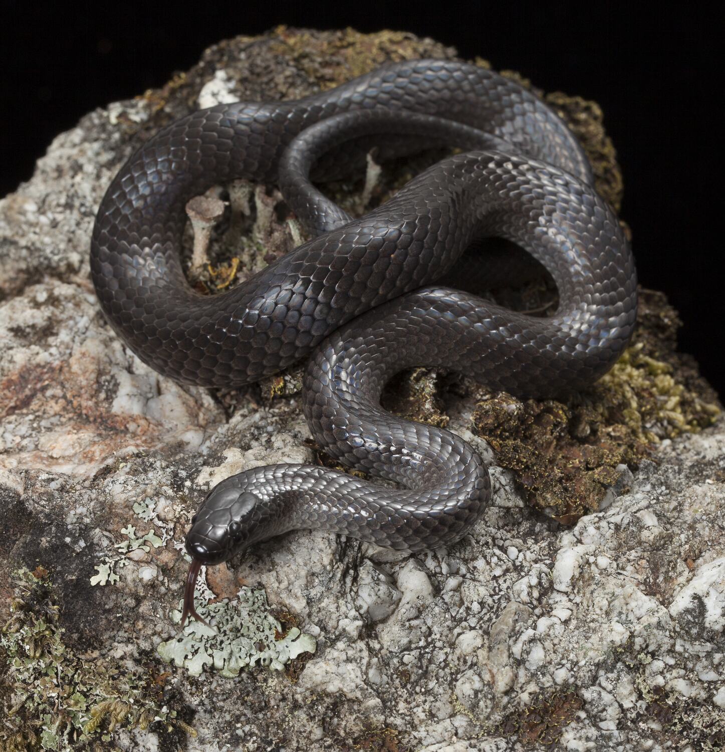 Cryptophis nigrescens (Günther, 1862), Eastern Small-eyed Snake
