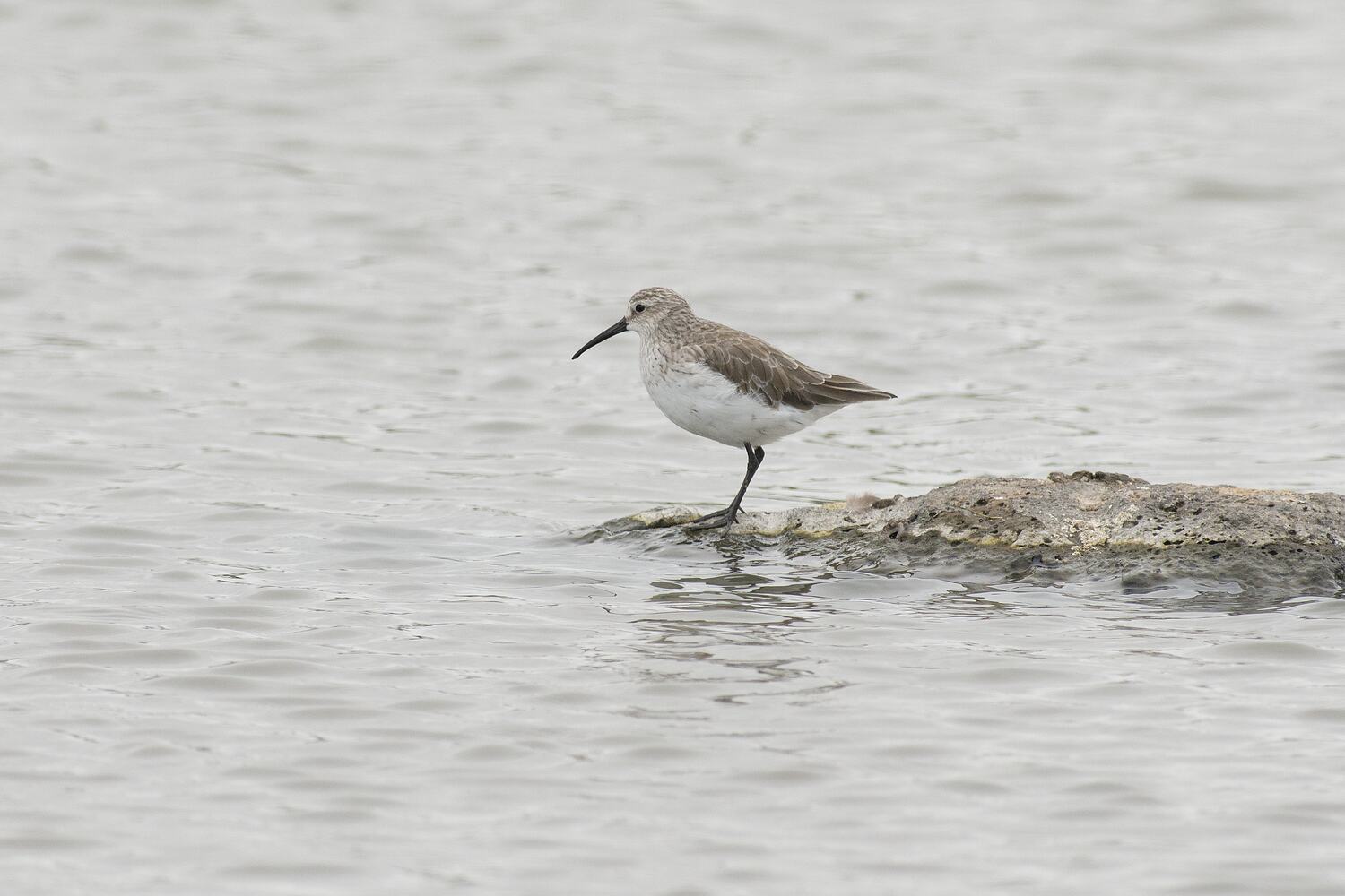 Calidris ferruginea, Curlew Sandpiper