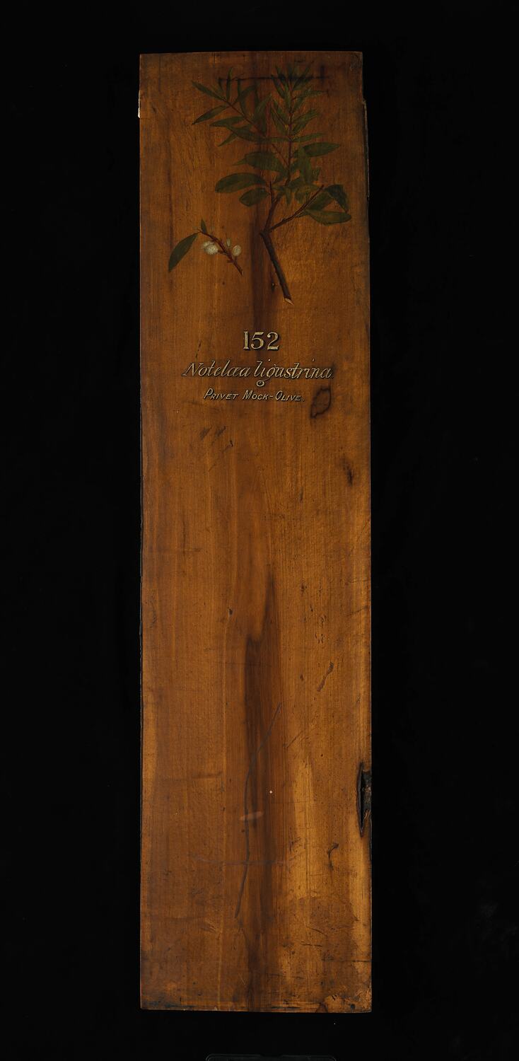 Timber Sample - Privet Mock Olive, Notelaea ligustrina, Victoria, 1885