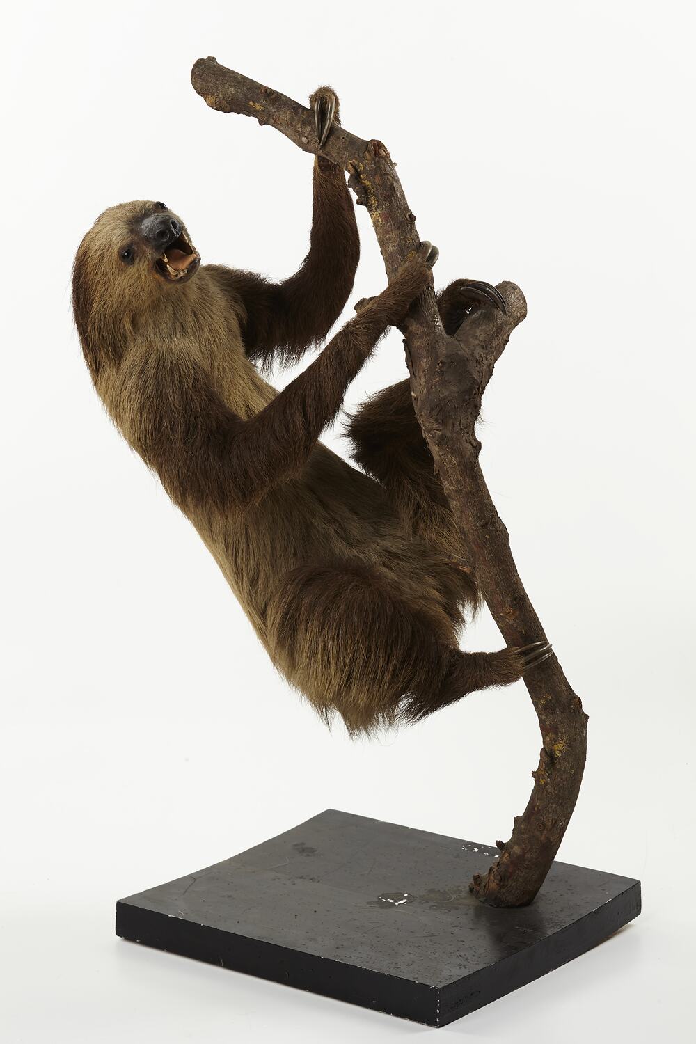 Taxidermy Mount - Southern Two-toed Sloth, Choloepus didactylus