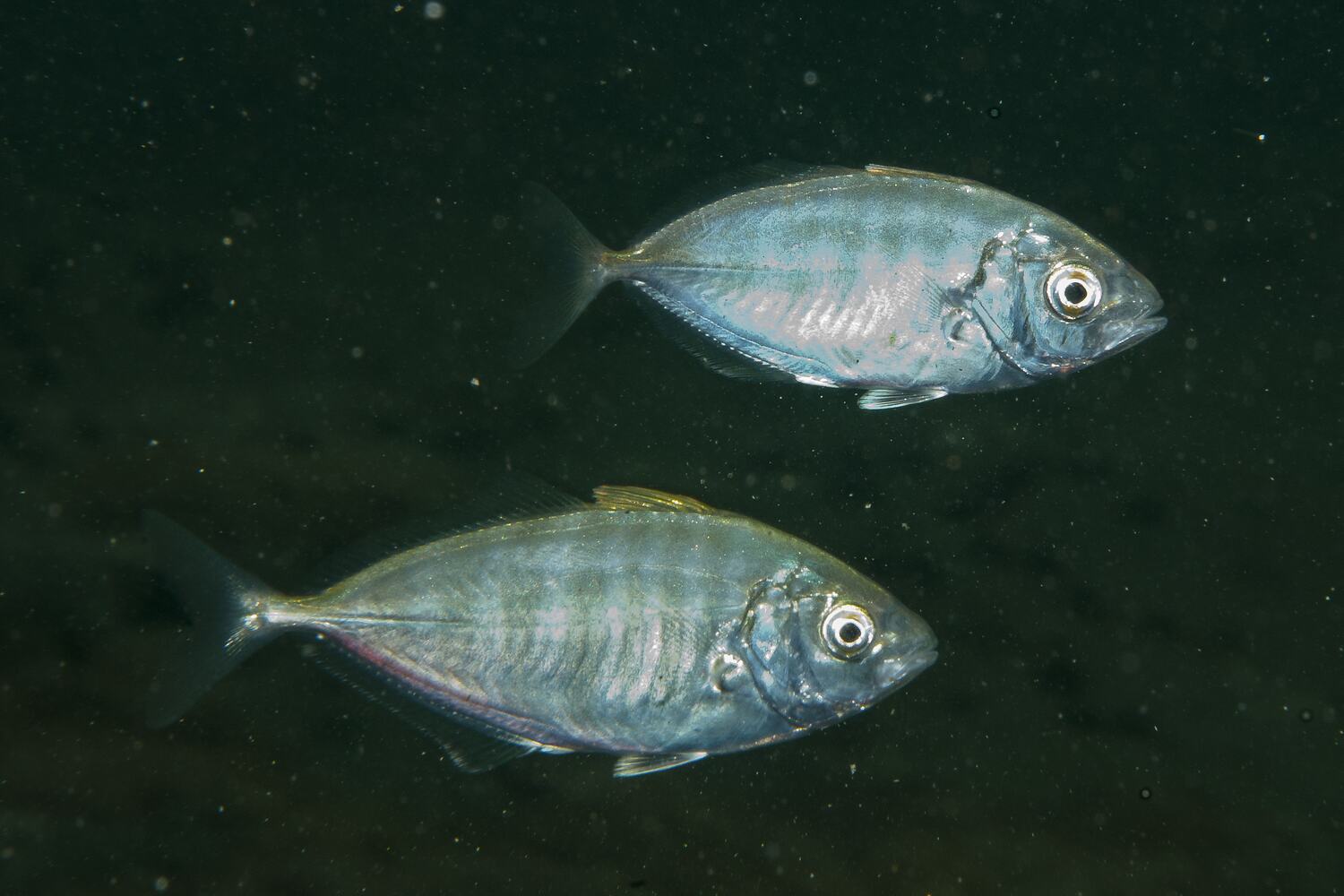 Pseudocaranx georgianus (Cuvier, 1833), Silver Trevally
