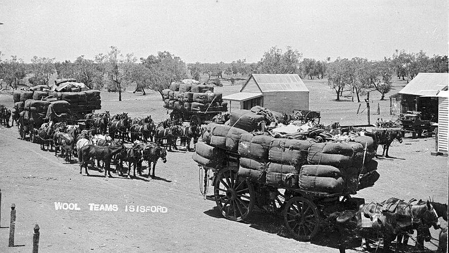 Negative - 'Wool Teams', Isisford, Queensland, circa 1915
