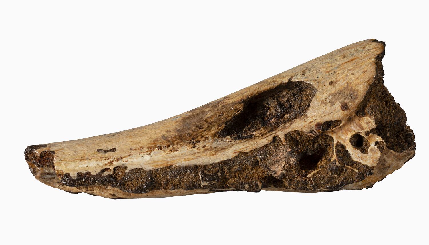 Research Focus, Bayside Fossils - Albatross bill, Diomedea thyridata ...