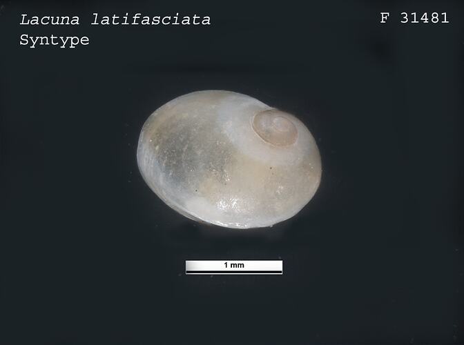 Lacuna latifasciata Adams, 1863