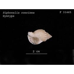 Siphonalia concinna Adams, 1863