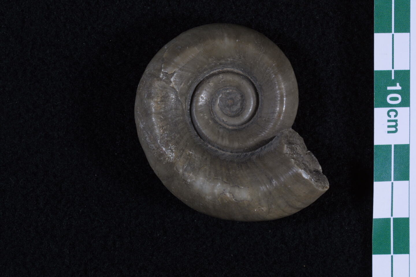 Euomphalus pentagulatus