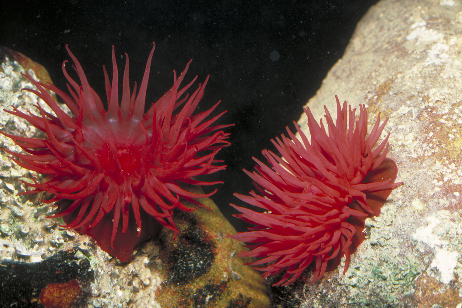 Actinia tenebrosa Farquhar, 1898, Waratah Anemone