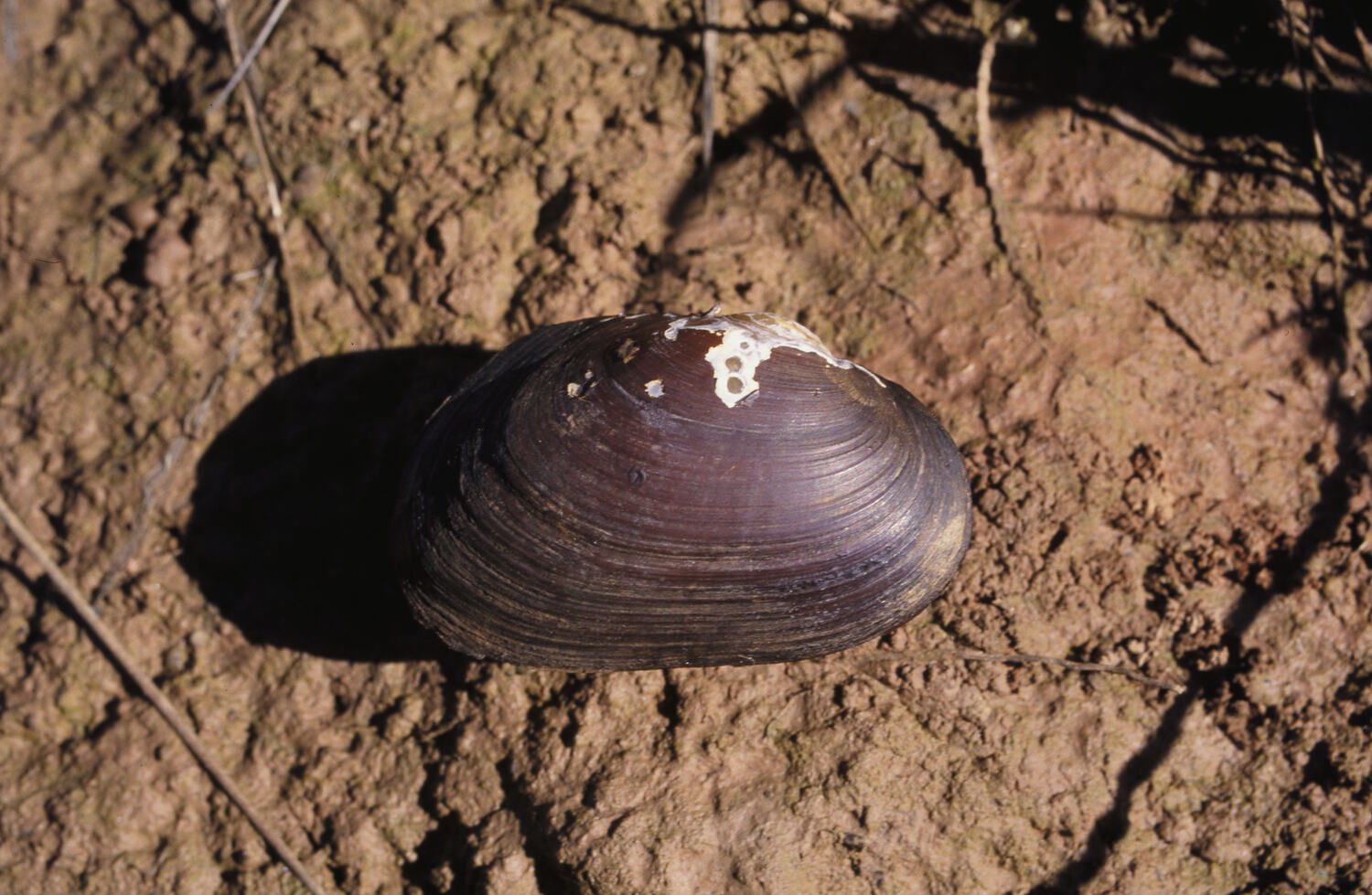 Hyriidae, Freshwater Mussel
