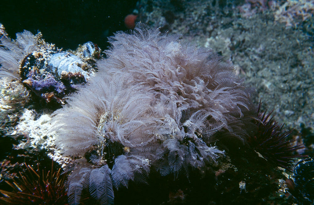 Aglaophenia plumosa Bale, 1882, Hydroid