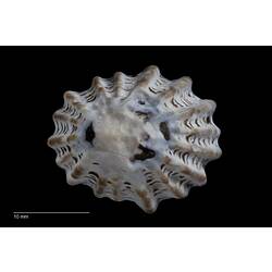 Patelloida alticostata (Angas, 1865)