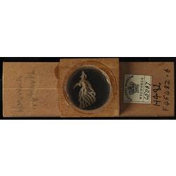 Hornera robusta MacGillivray, 1883