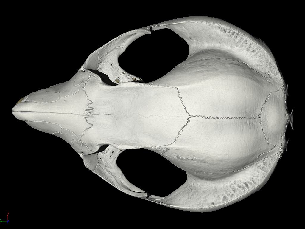Petaurus breviceps