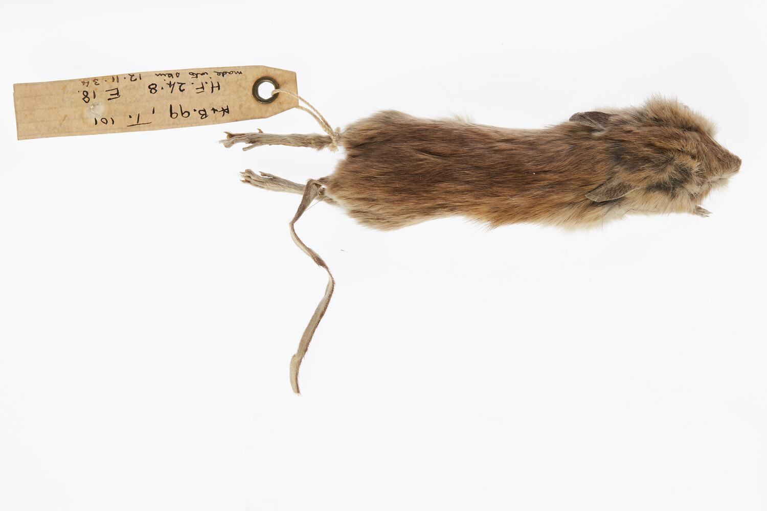 Study Skin - Gould's Mouse, Pseudomys gouldii