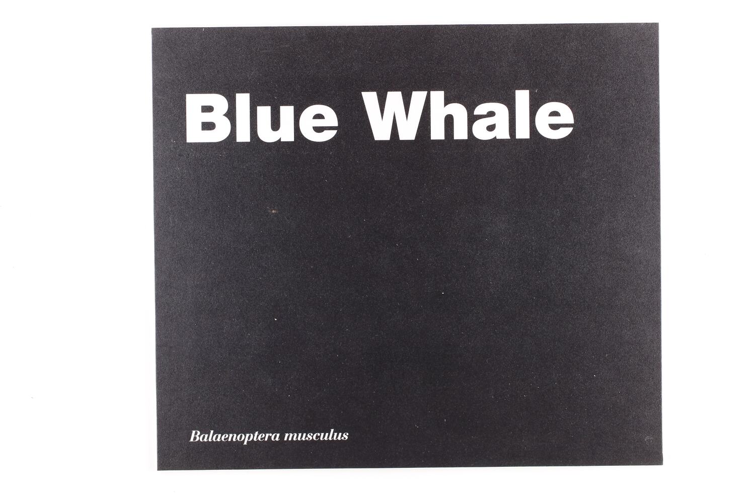 Exhibition Label - Blue Whale, Museum of Victoria, Melbourne, circa 1990