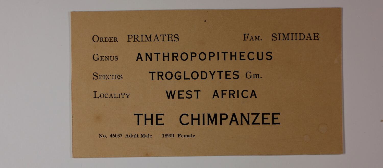 Exhibition Labels - Set of Six, Apes, National Museum of Victoria ...