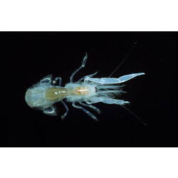 Trypaea australiensis Dana, 1852