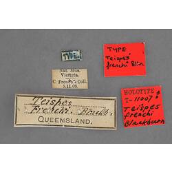 Teispes frenchi Blackburn, 1892