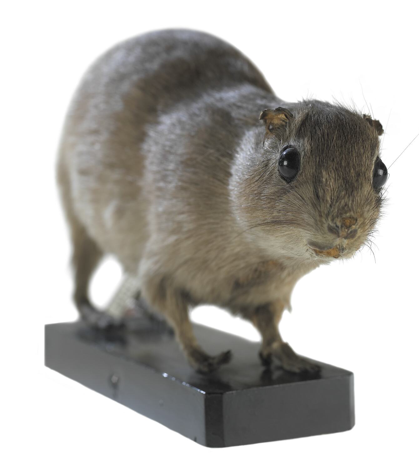 Microcavia australis