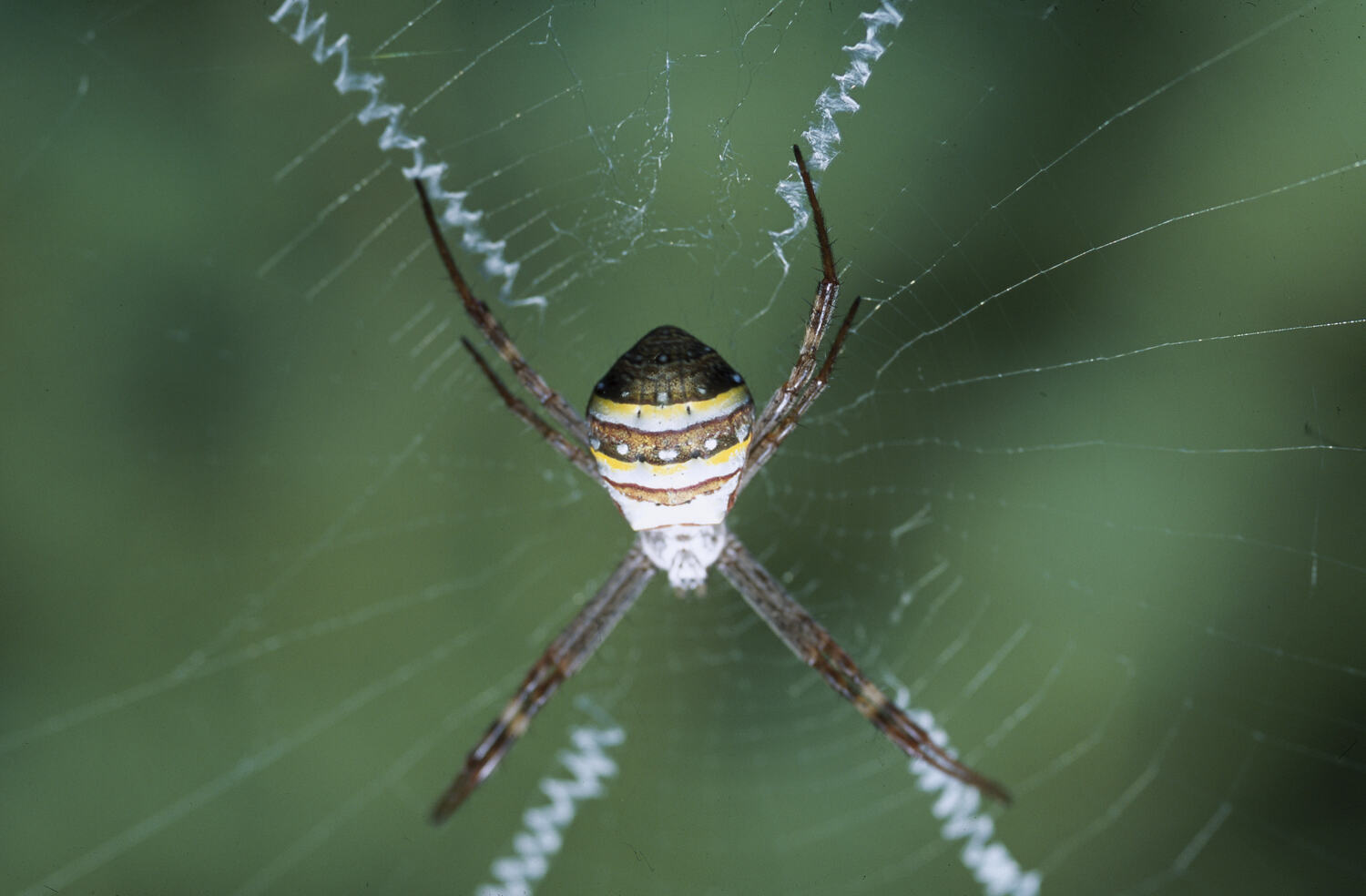 Argiope keyserlingi Karsch, 1878, St Andrew's Cross Spider