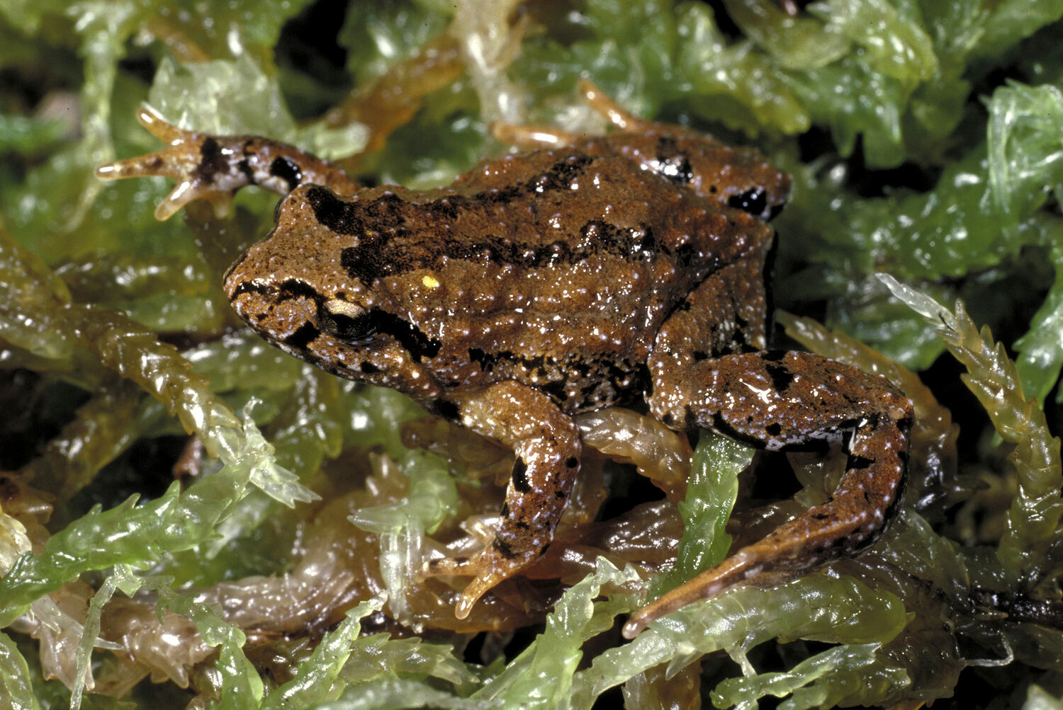 Geocrinia victoriana (Boulenger, 1888), Eastern Smooth Frog