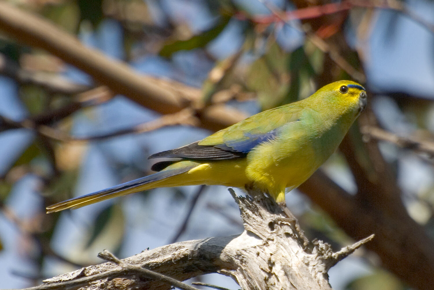 Neophema chrysostoma, Blue-winged Parrot