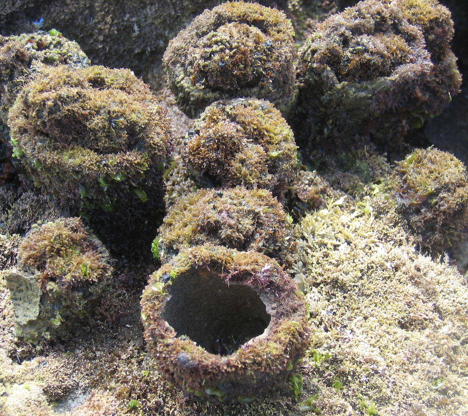 Pyura stolonifera (Heller, 1878), Cunjevoi