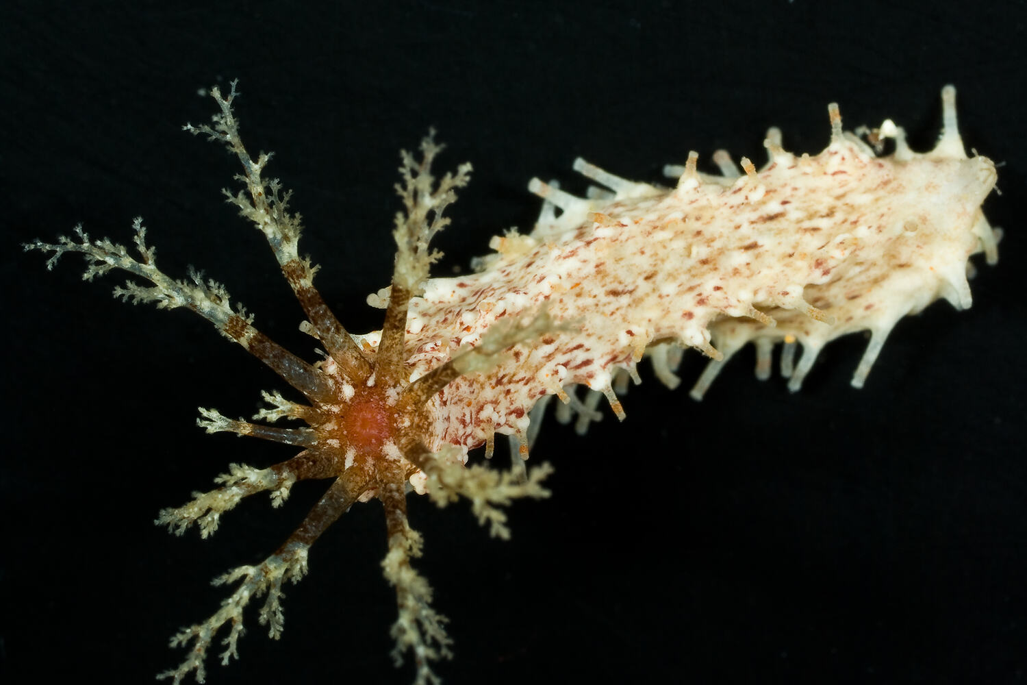 Plesiocolochirus ignavus (Ludwig, 1875), Sea Cucumber