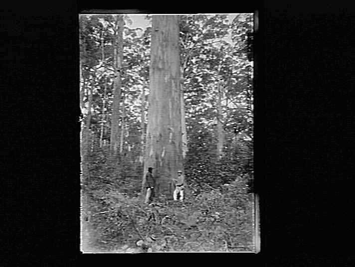 Glass Negative - Forest, by A.J. Campbell, Western Australia, 1920