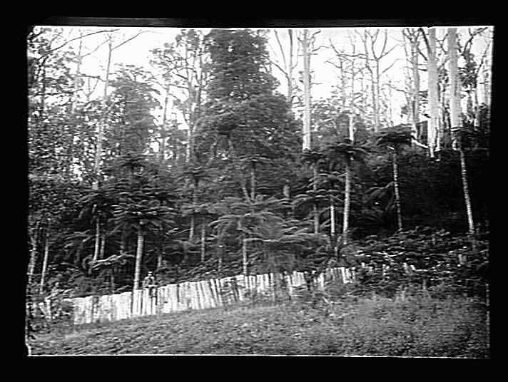 Glass Negative - Forest, by A.J. Campbell, Dandenong Ranges, Victoria ...