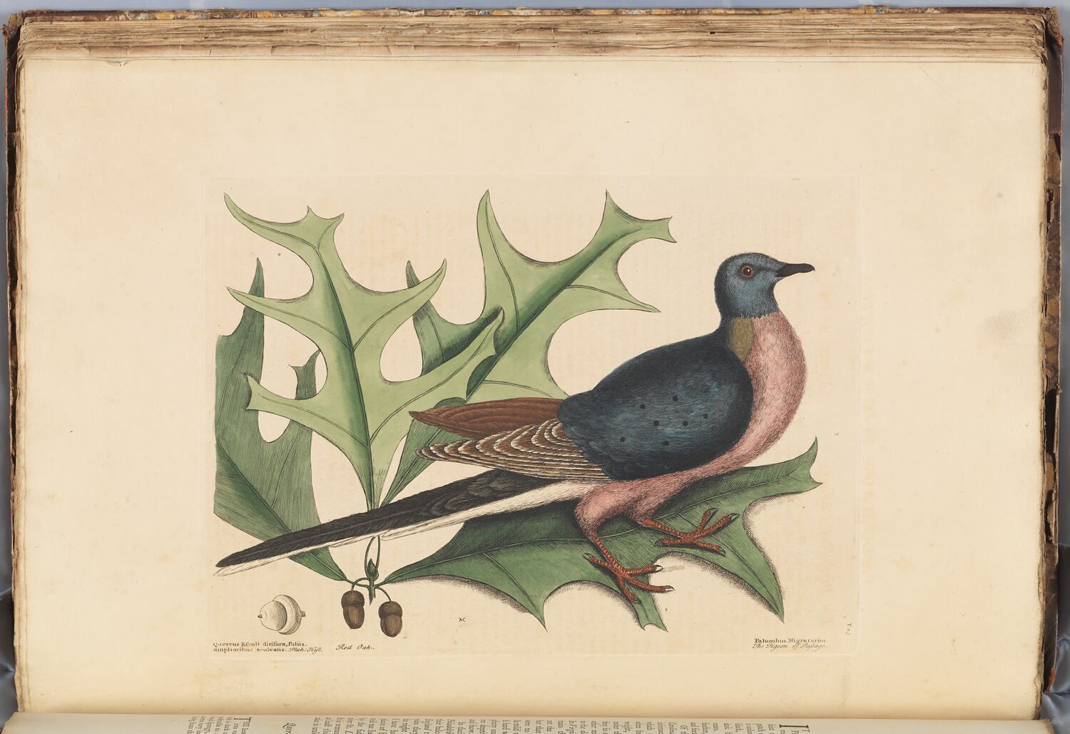 Rare Book - Mark Catesby, 'The natural history of Carolina, Florida ...