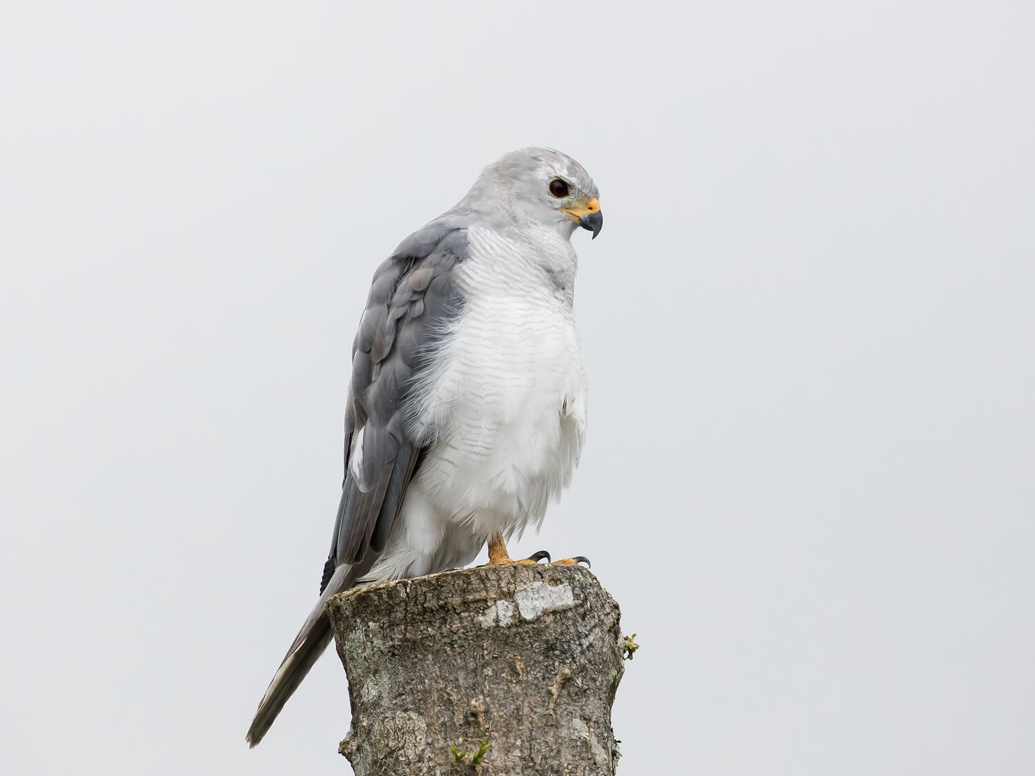 Accipiter novaehollandiae, Grey Goshawk